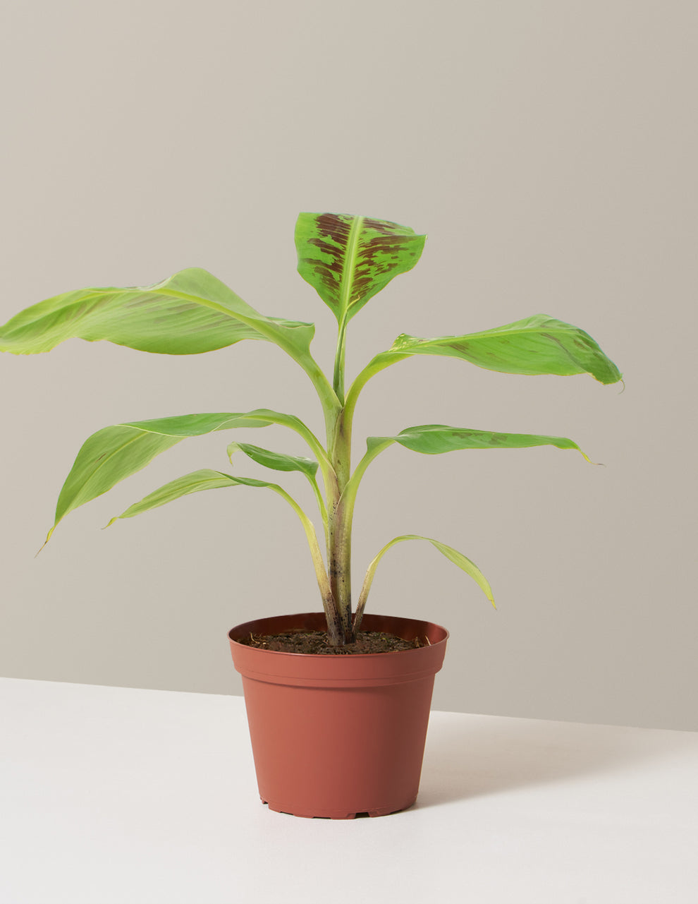 Dwarf Banana Tree | Unique Plants for Delivery | The Sill