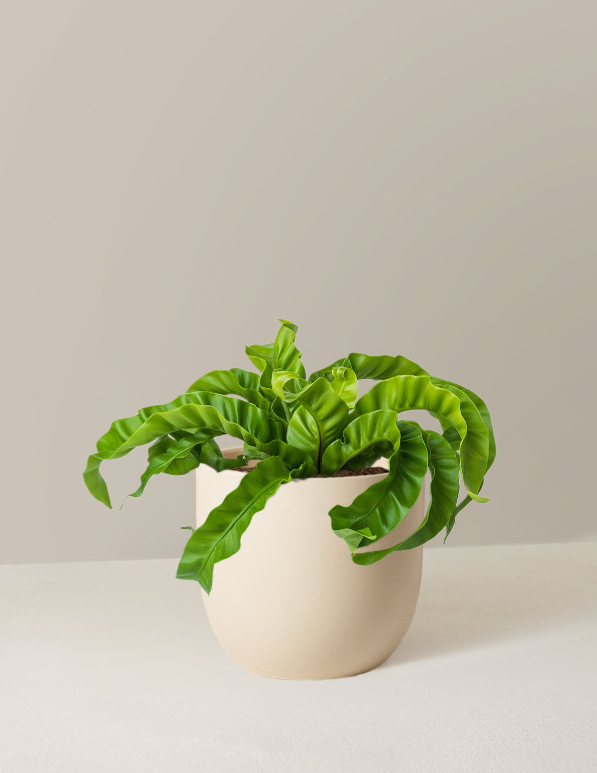 Hurricane Fern | Easy and Trendy Houseplants for Delivery | The Sill