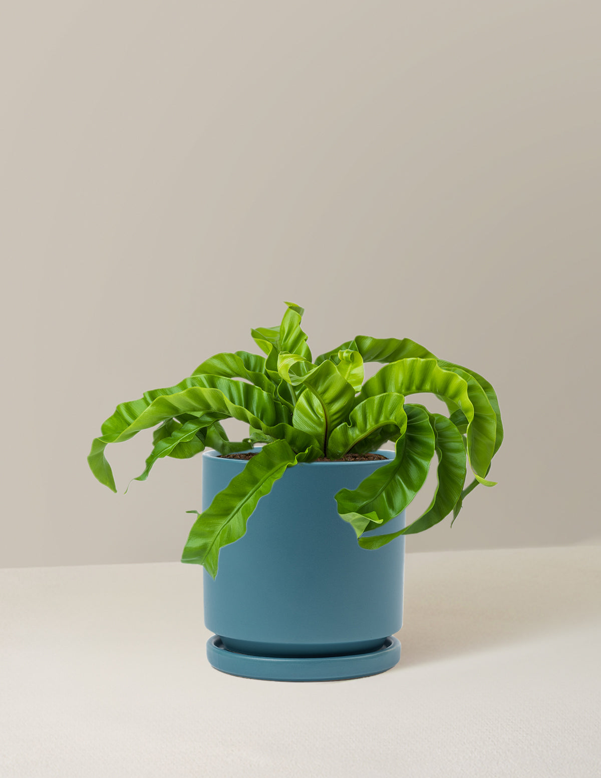 Hurricane Fern | Easy and Trendy Houseplants for Delivery | The Sill