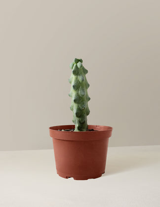 Myrtillocactus Geometrizans 'Boobie Cactus' | Houseplants for Delivery ...