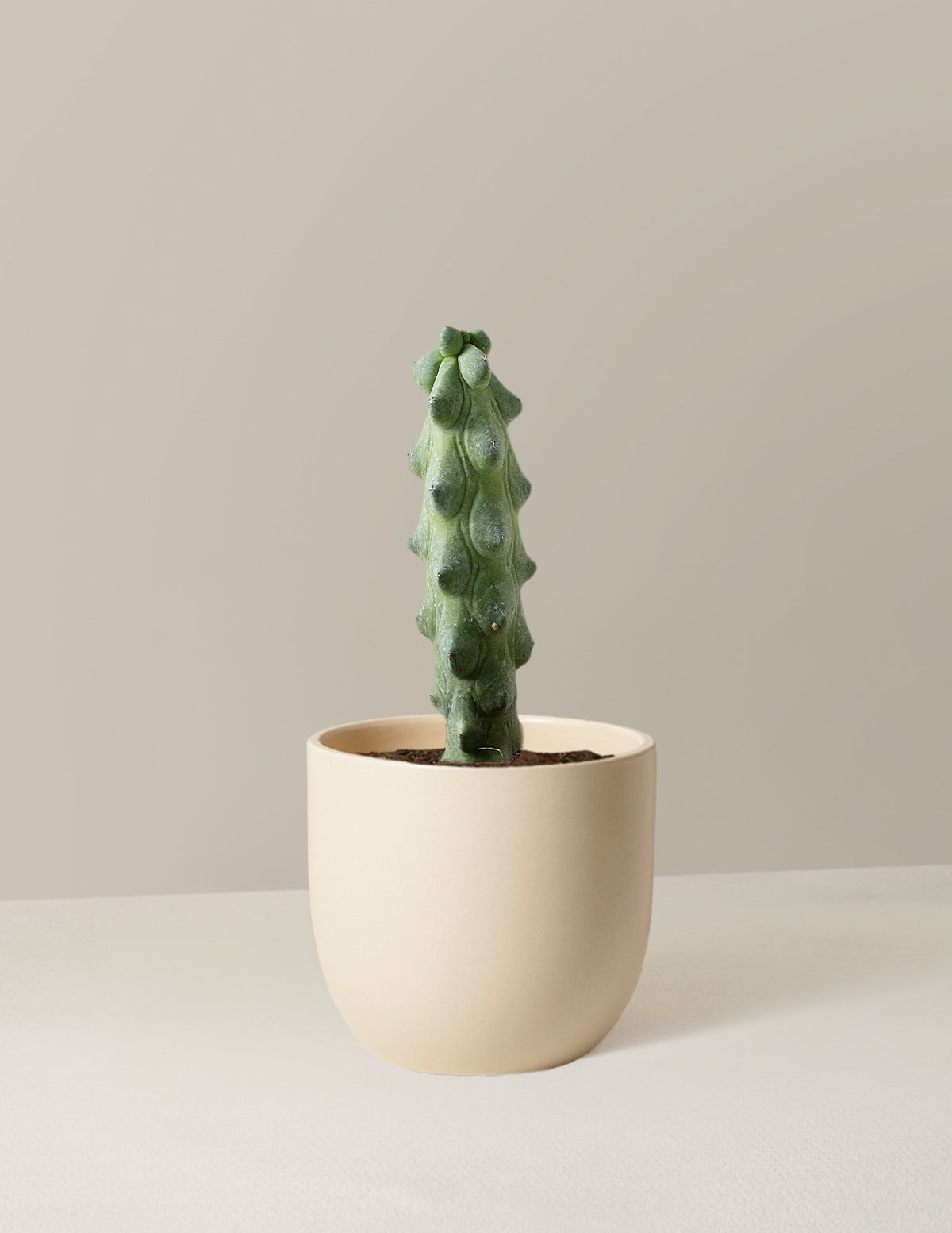 Myrtillocactus Geometrizans 'Boobie Cactus' | Houseplants for Delivery | The Sill