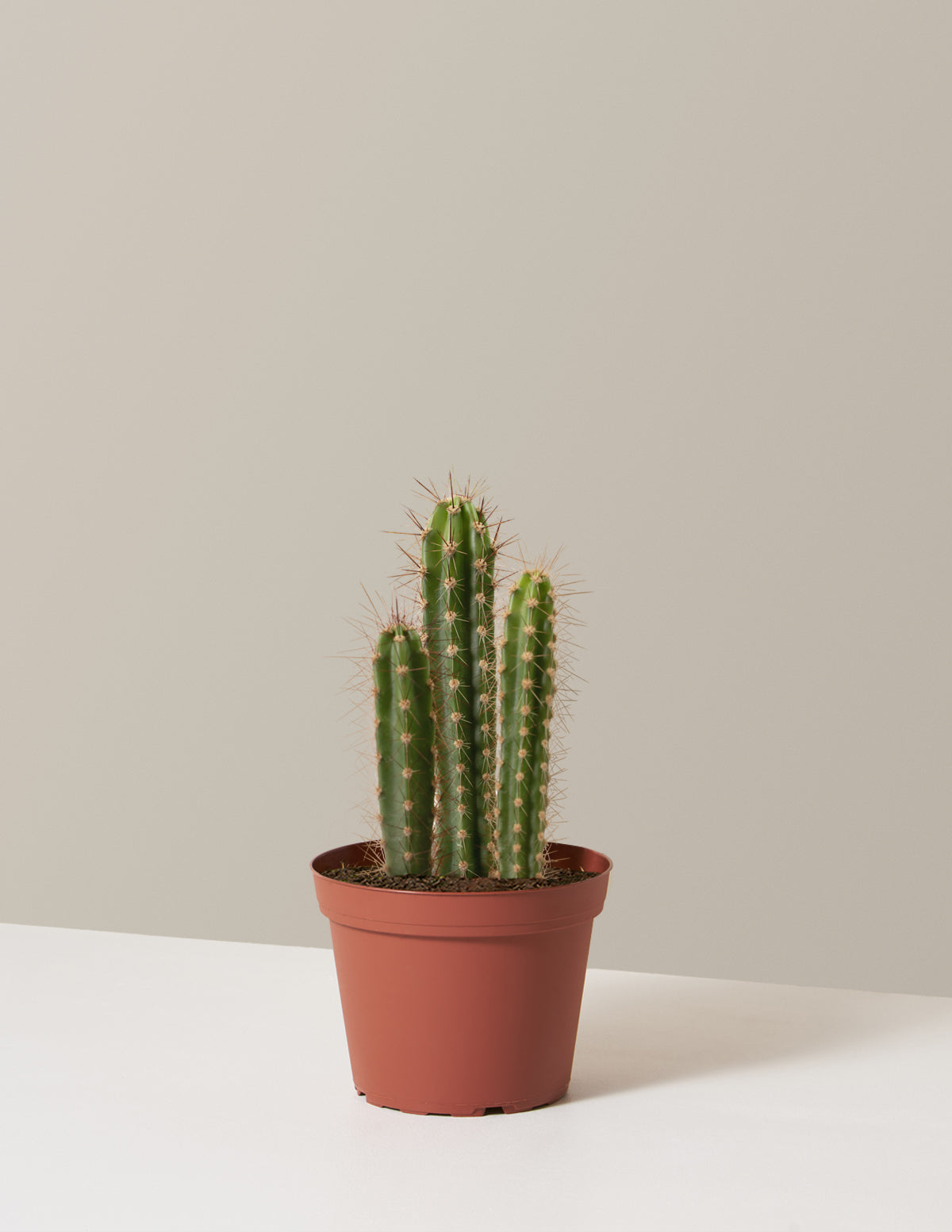 Column Cactus | Houseplants for Delivery | The Sill