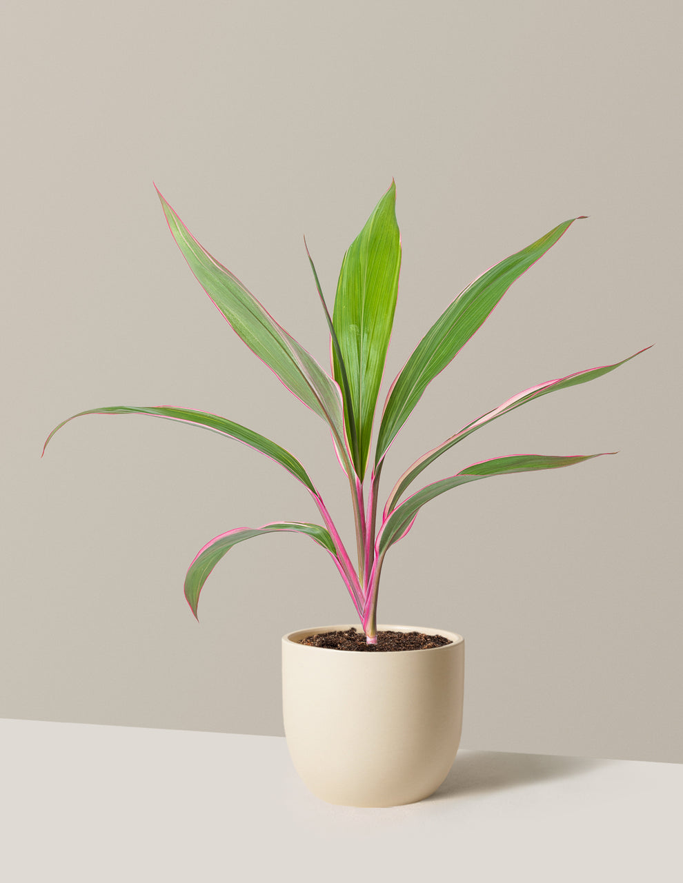 Cordyline Pink Diamond | Tropical Indoor Plants & Houseplants | The Sill