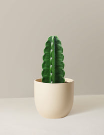 Cuddly Cactus (Cereus Cactus) | Houseplants Safe for Pets Delivery ...