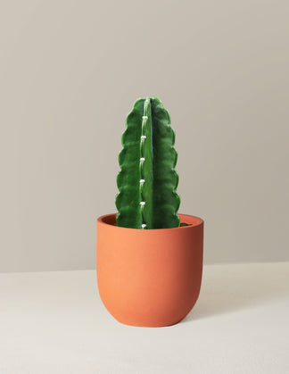 Cuddly Cactus (Cereus Cactus) | Houseplants Safe for Pets Delivery ...