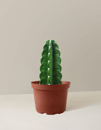 Cuddly Cactus (Cereus Cactus) | Houseplants Safe for Pets Delivery ...