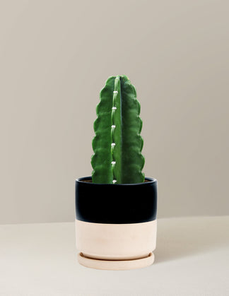 Cuddly Cactus (Cereus Cactus) | Houseplants Safe for Pets Delivery ...