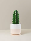 Cuddly Cactus (Cereus Cactus) | Houseplants Safe for Pets Delivery ...