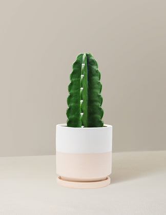 Cuddly Cactus (Cereus Cactus) | Houseplants Safe for Pets Delivery ...