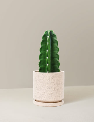 Cuddly Cactus (Cereus Cactus) | Houseplants Safe for Pets Delivery ...