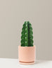 Cuddly Cactus (Cereus Cactus) | Houseplants Safe for Pets Delivery ...