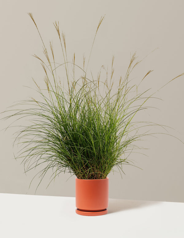 Dwarf Maiden Grass | The Sill