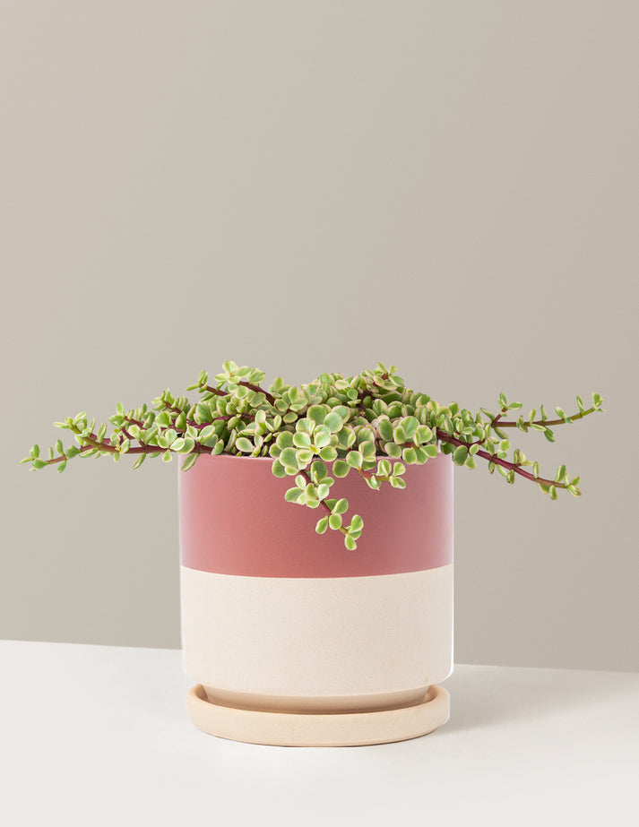 Variegated Elephant Bush | Houseplants for Delivery | The Sill