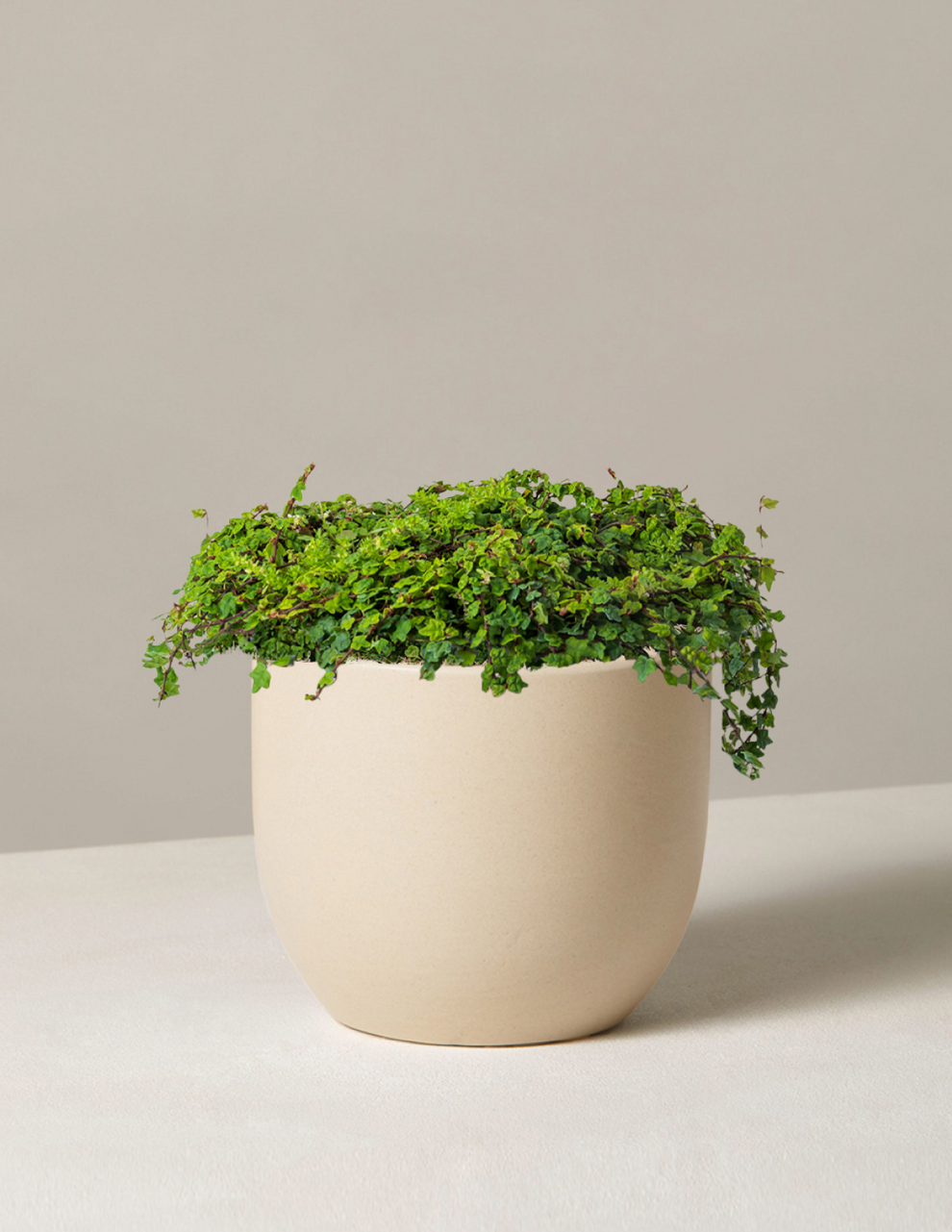 String of Frogs | Tropical Indoor Plants & Houseplants for Delivery ...