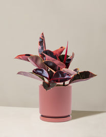 Ficus 'Ruby' | Tropical Indoor Plants & Houseplants for Delivery | The Sill