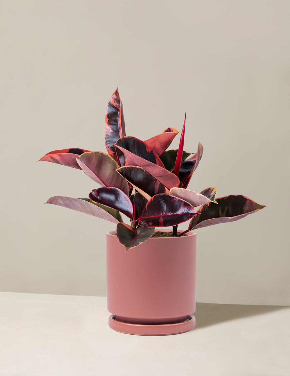 Ficus 'Ruby' | Tropical Indoor Plants & Houseplants for Delivery | The Sill