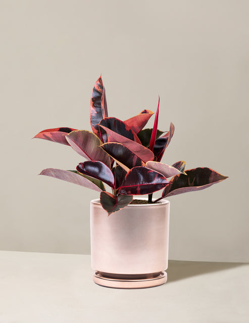 Ficus 'Ruby' | Tropical Indoor Plants & Houseplants for Delivery | The Sill