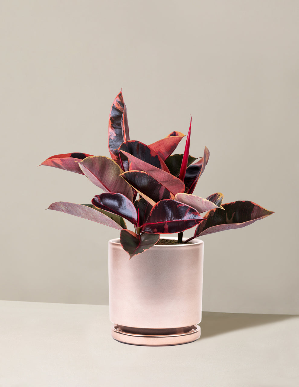 Ficus 'Ruby' | Tropical Indoor Plants & Houseplants for Delivery | The Sill