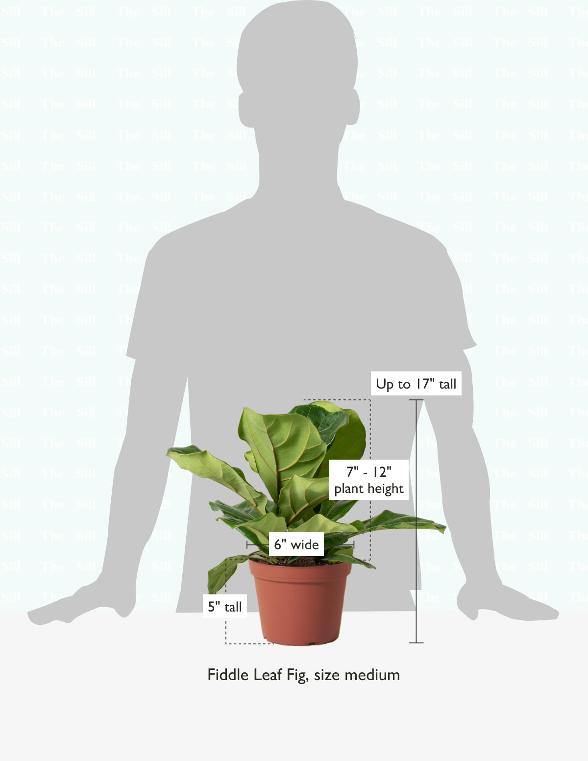 Fiddle Leaf Fig Potted Houseplant | Trendy Houseplants | The Sill