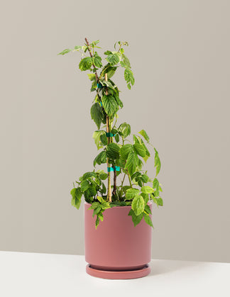 Heritage Raspberry | The Sill