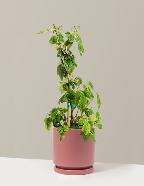 Heritage Raspberry | The Sill