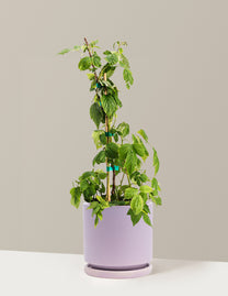 Heritage Raspberry | The Sill