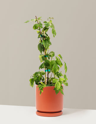 Heritage Raspberry | The Sill