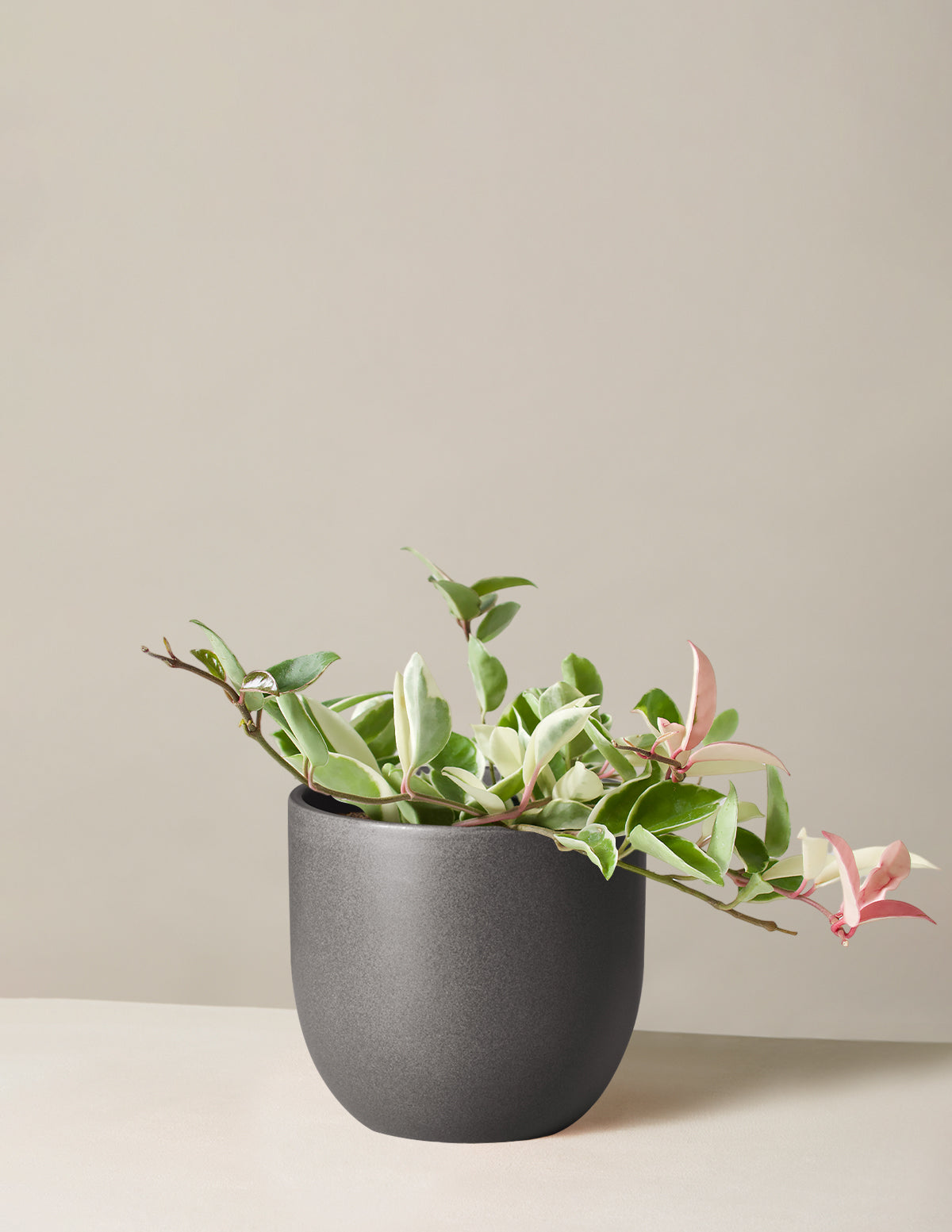 Hoya Carnosa Tricolor | Unique, rare, vining houseplants for delivery ...