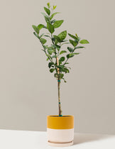 Meyer Lemon Tree | The Sill