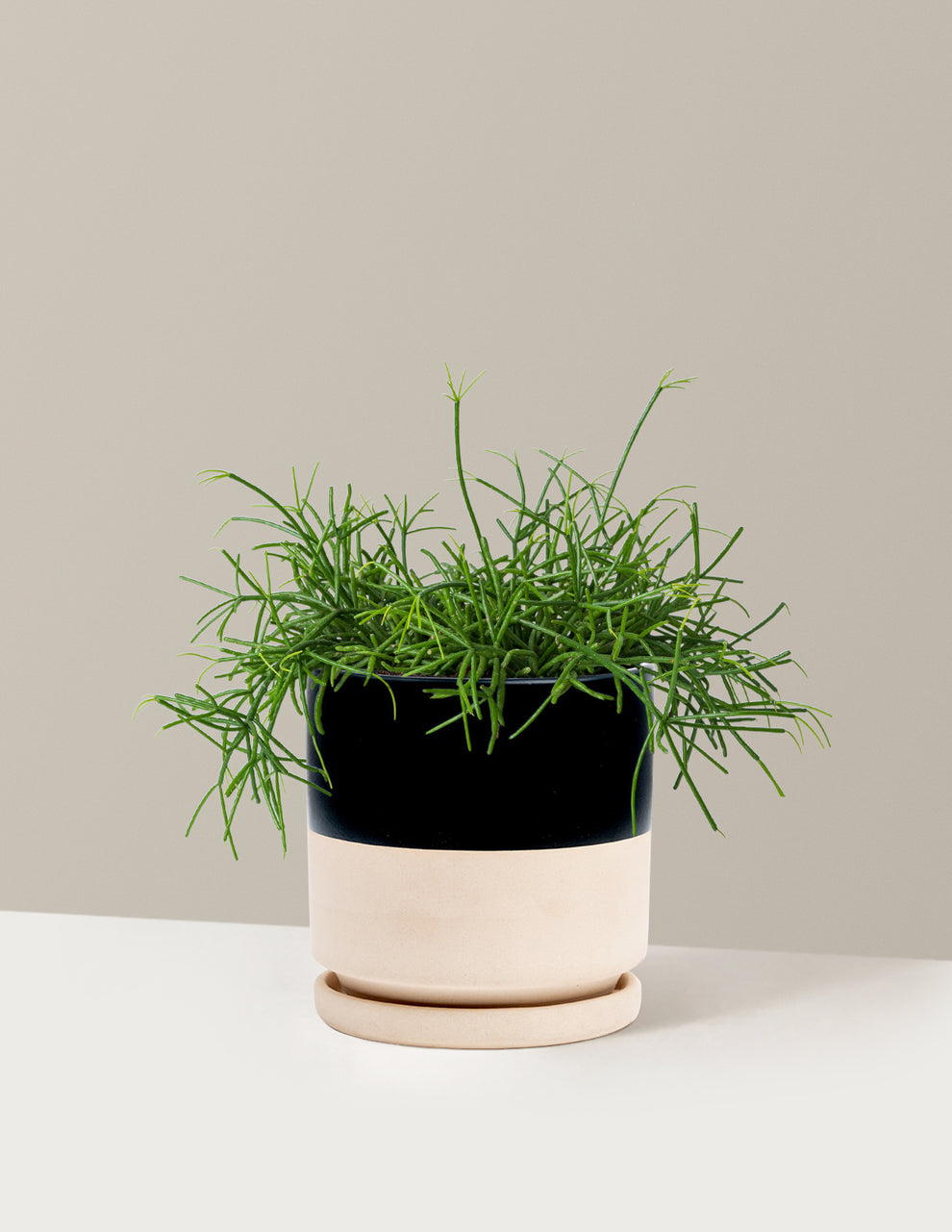 Mistletoe Cactus | Easy and Trendy Houseplants for Delivery | The Sill