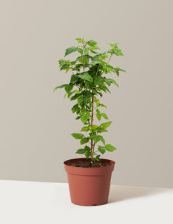 Nova Red Raspberry Plant | The Sill