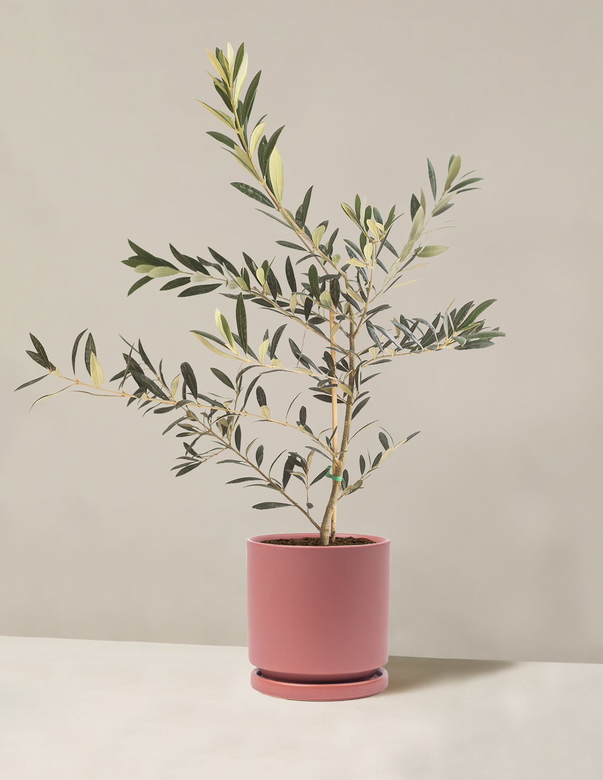 Olive Tree (Olea Europaea) Indoor Houseplant | Unique Plants for ...