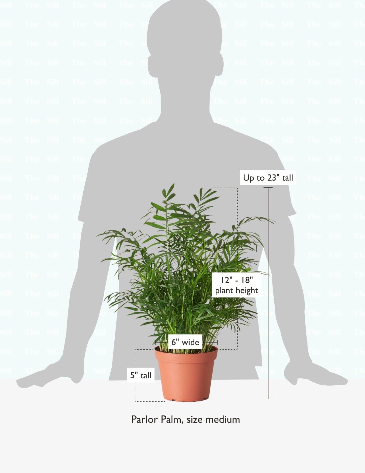 Parlor Palm | Tropical Indoor Plants & Houseplants Delivery | The Sill