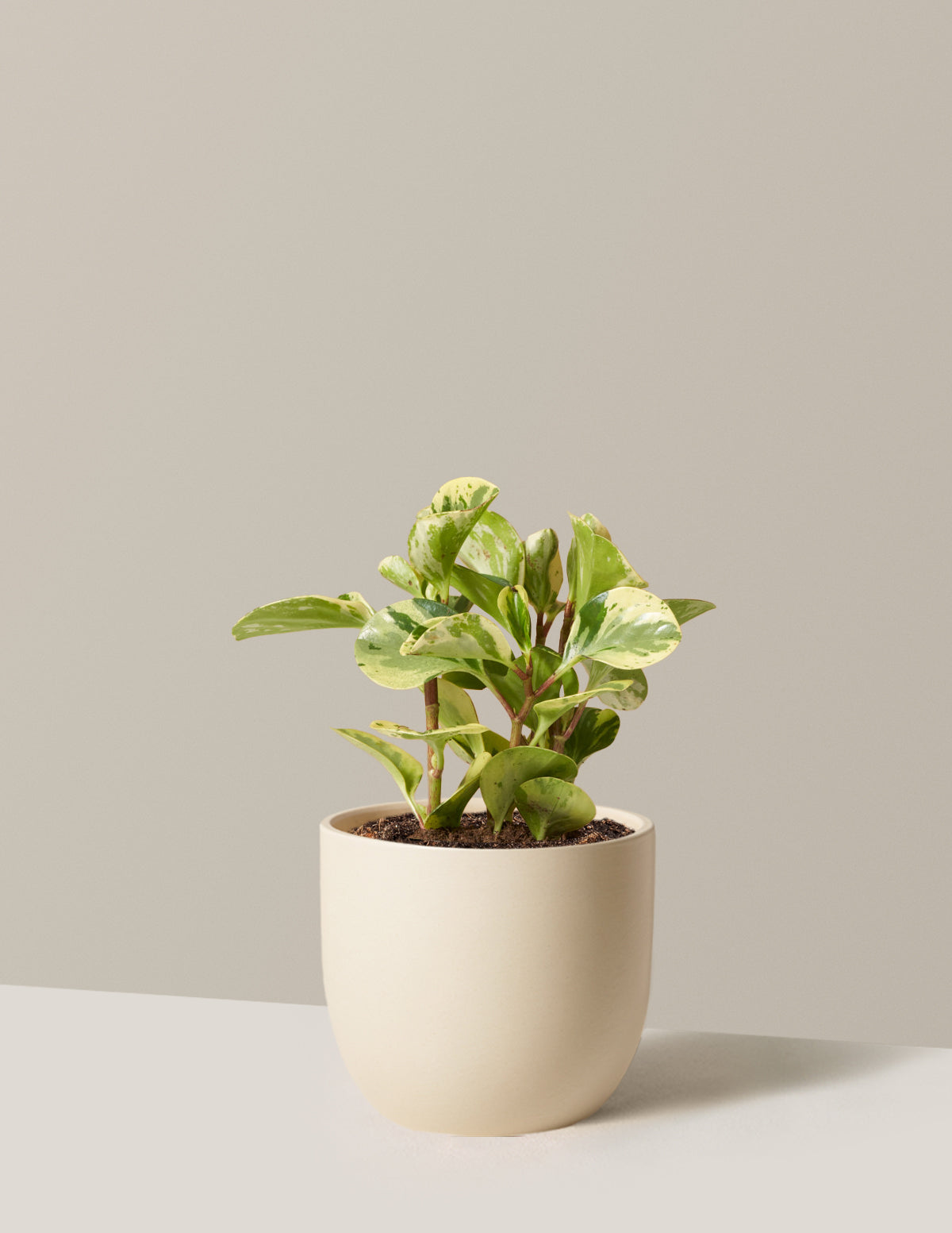 Peperomia Green Gold | Houseplants Safe for Pets Delivery | The Sill