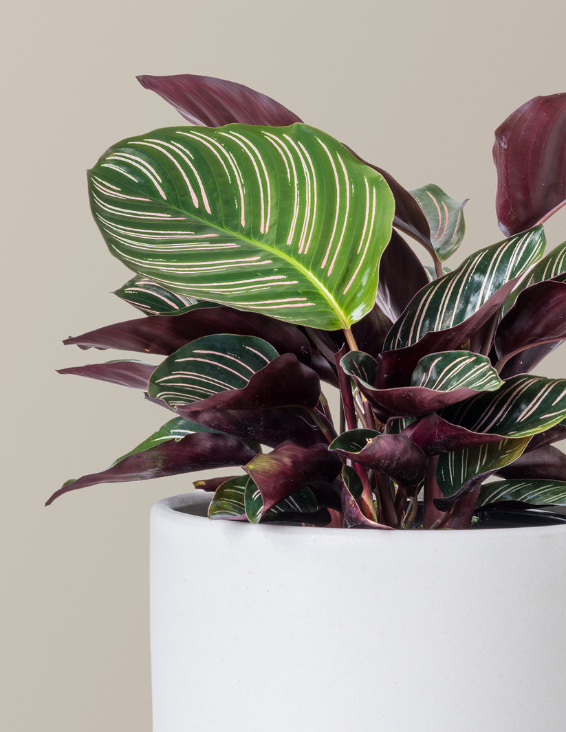 Calathea Pinstripe | Unique Plants for Delivery | The Sill
