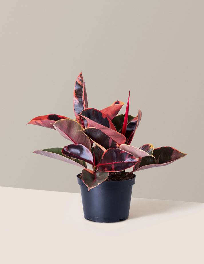 Ficus 'Ruby' | Tropical Indoor Plants & Houseplants for Delivery | The Sill