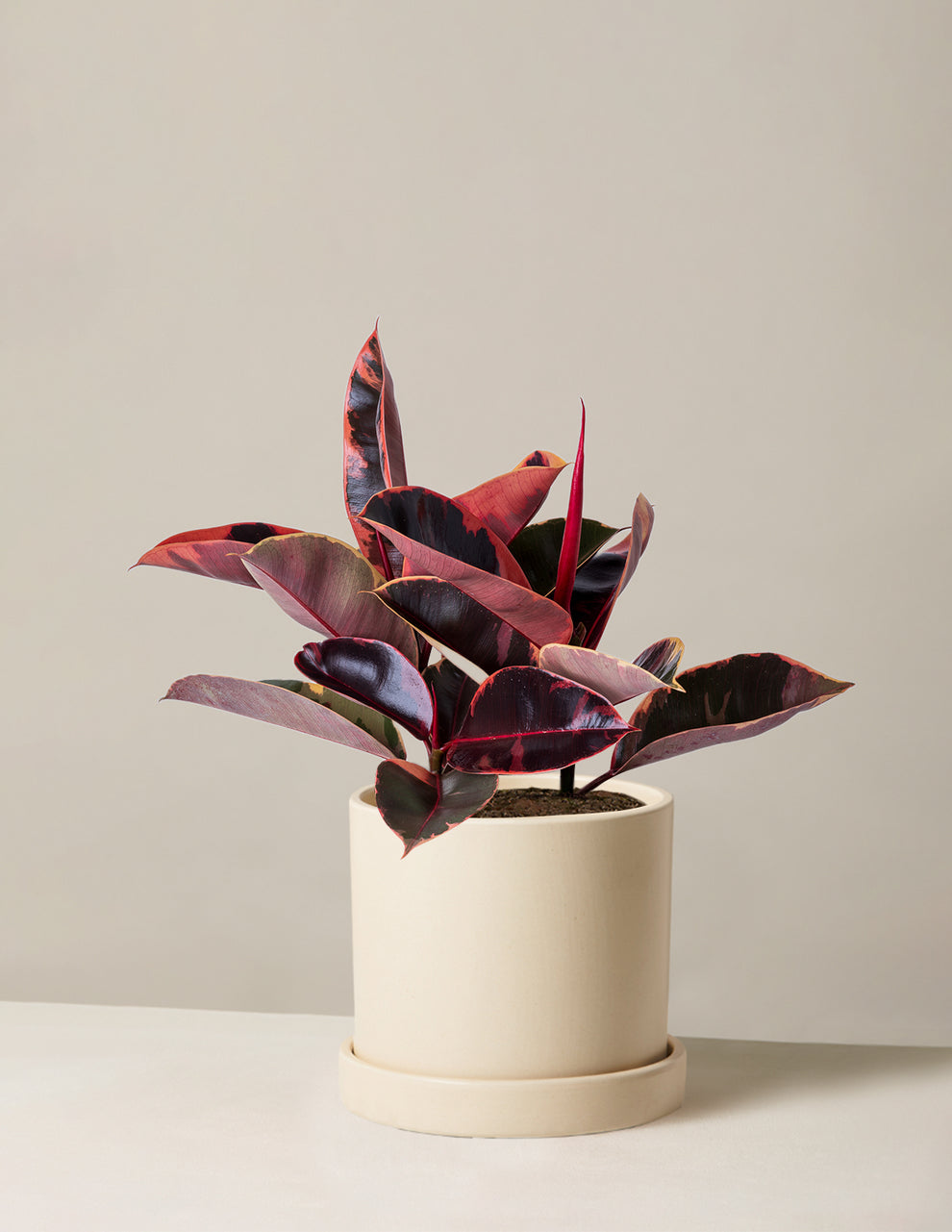 Ficus 'Ruby' | Tropical Indoor Plants & Houseplants for Delivery | The Sill