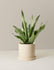 Snake Plant ‘Moonshine’ | Low Light Plants & Houseplants Delivery | The ...