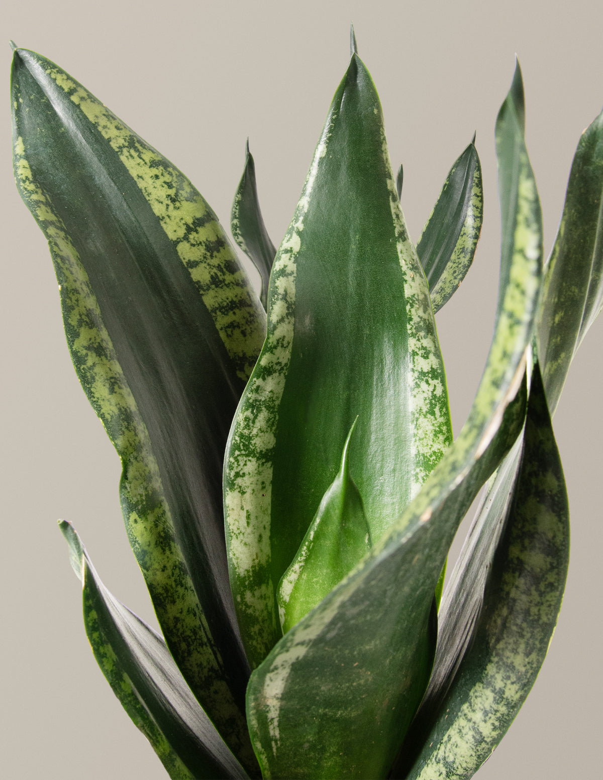 Snake Plant Silver Flame | Low Light Plants & Houseplants Delivery ...