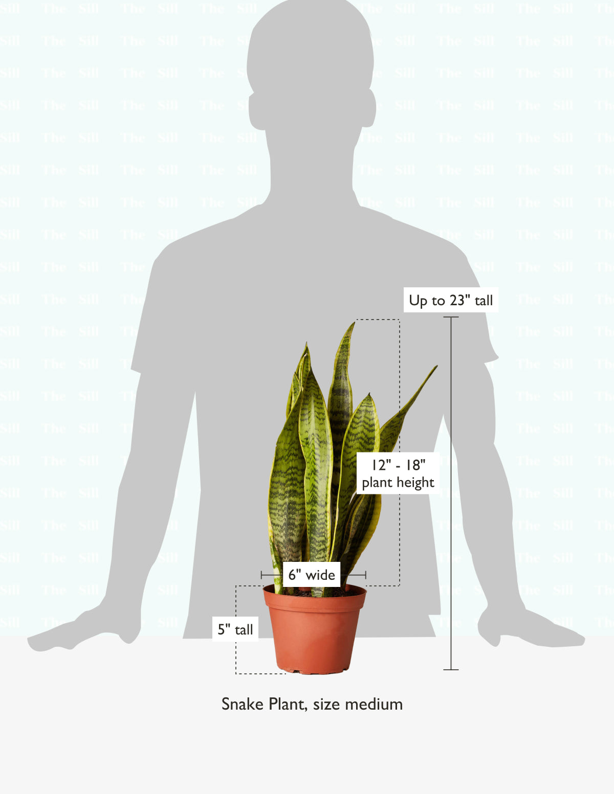 Snake Plant Laurentii | Low Light Plants & Houseplants Delivery | The Sill