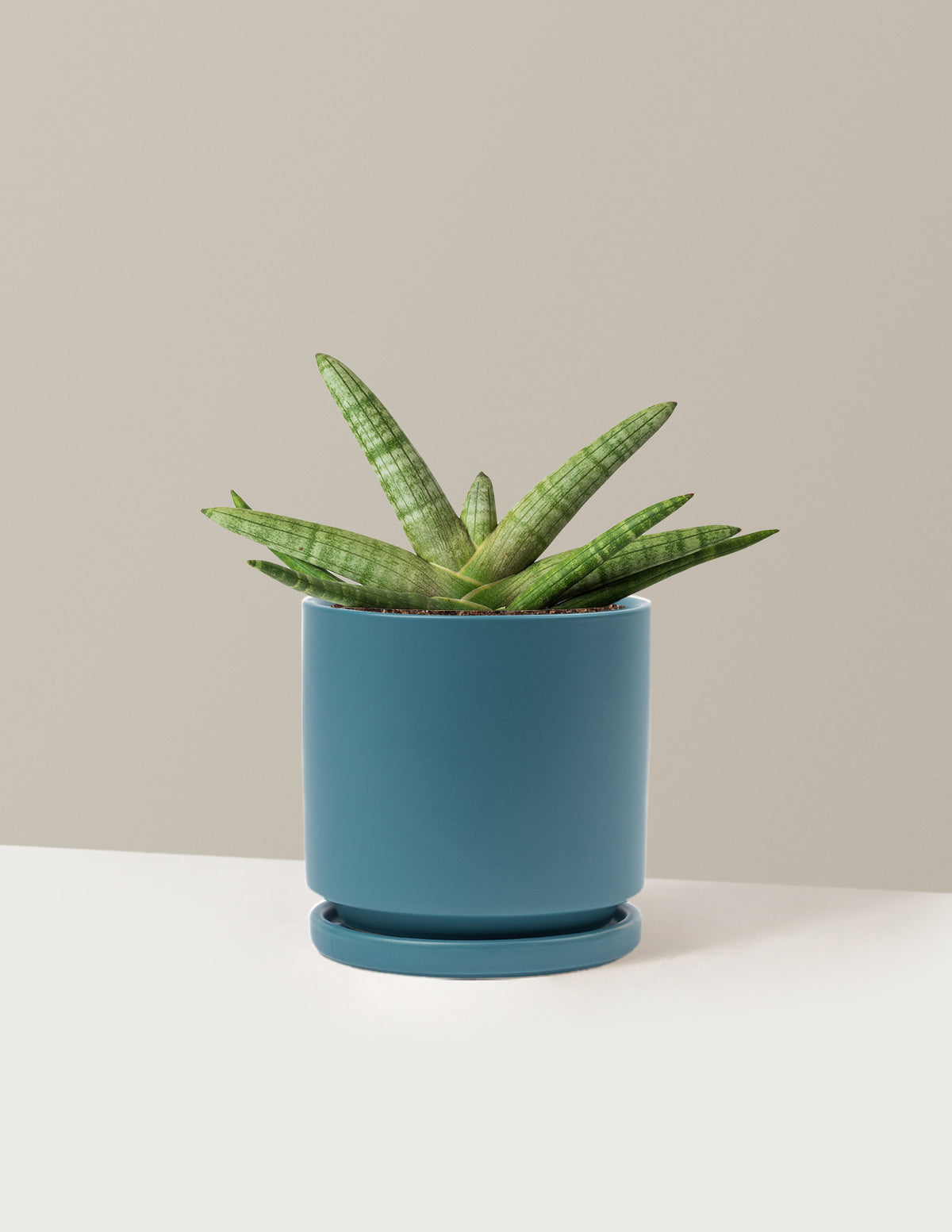 Snake Plant 'Starfish' | Low Light Plants & Houseplants Delivery | The Sill