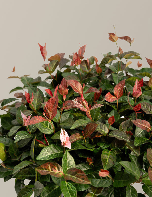 Snow-N-Summer™ Asiatic Jasmine | The Sill