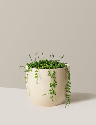 String of Pearls| Unique Plants for Delivery | The Sill