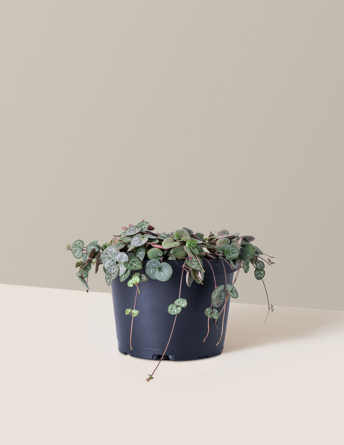 String of Hearts | Houseplants Safe for Pets Delivery | The Sill
