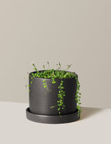 String of Pearls| Unique Plants for Delivery | The Sill