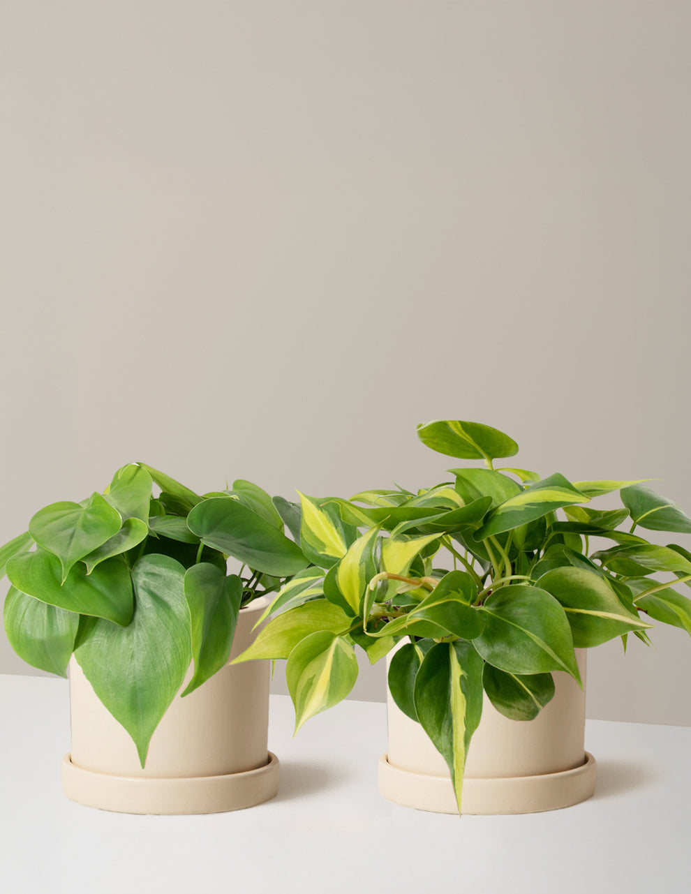 The Trailing Philodendron Duo | The Sill