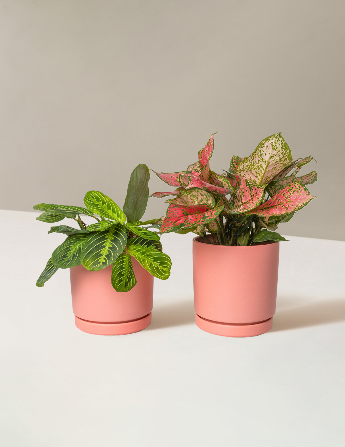 Well Wishes Duo | Plants for Delivery | The Sill