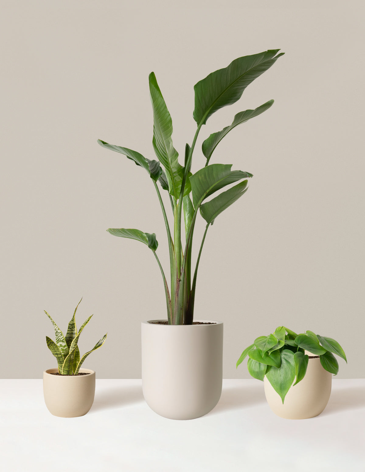 New Digs Plant Trio | Shop Indoor Houseplants & Gifts | The Sill