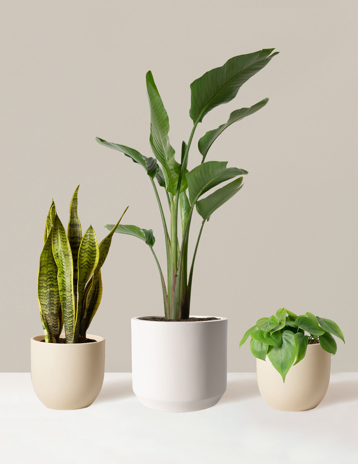 New Digs Plant Trio | Shop Indoor Houseplants & Gifts | The Sill
