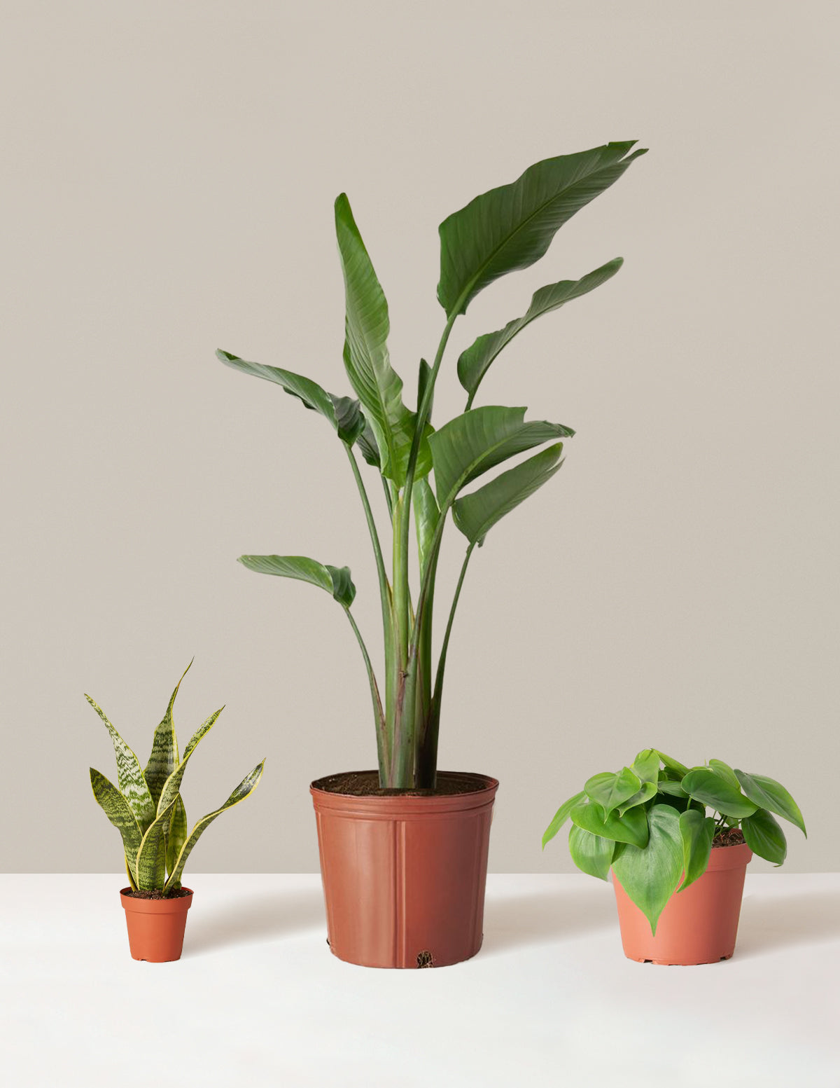 New Digs Plant Trio | Shop Indoor Houseplants & Gifts | The Sill